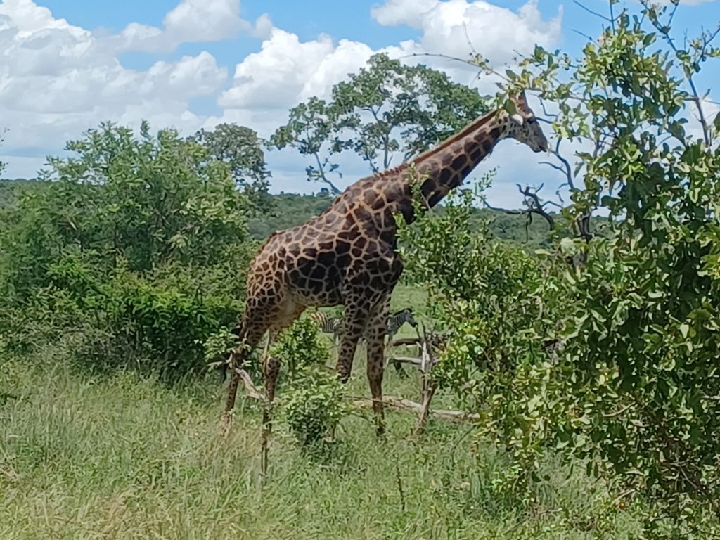 Destination Review - Kruger National Park, South Africa - Rebel Flying
