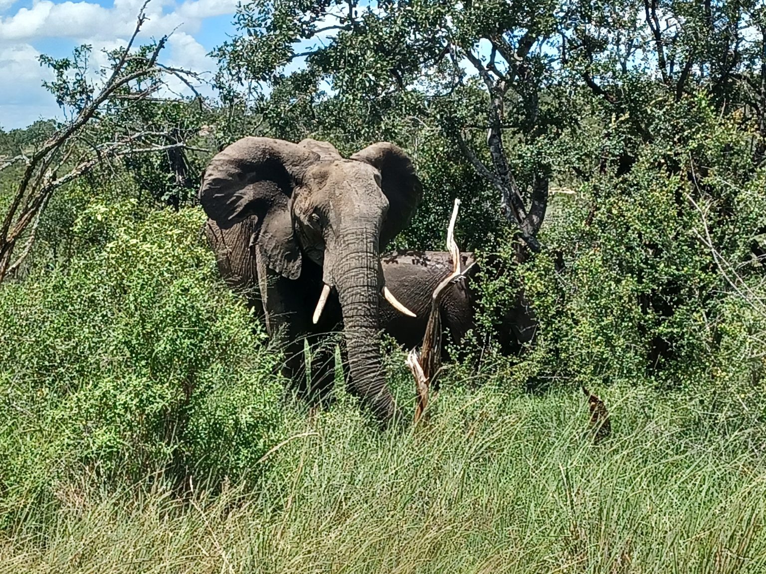 Destination Review - Kruger National Park, South Africa - Rebel Flying