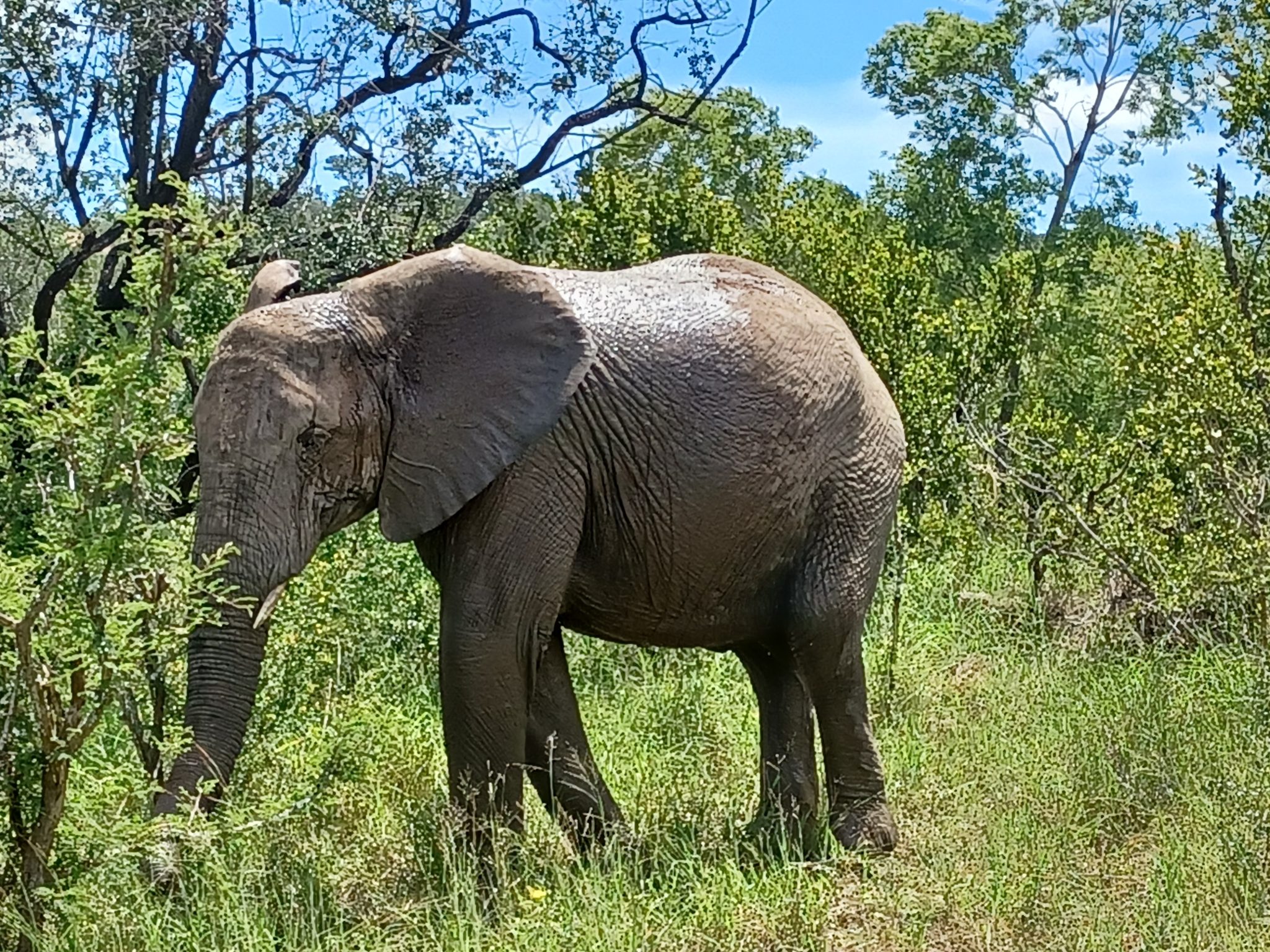 Destination Review - Kruger National Park, South Africa - Rebel Flying